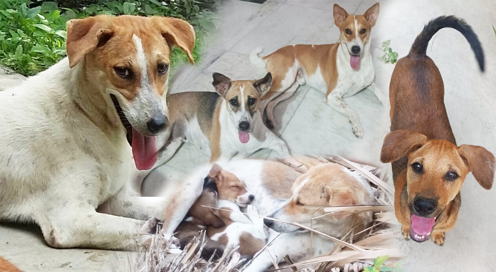 Hooghly Animals Welfare Trust - H A W T